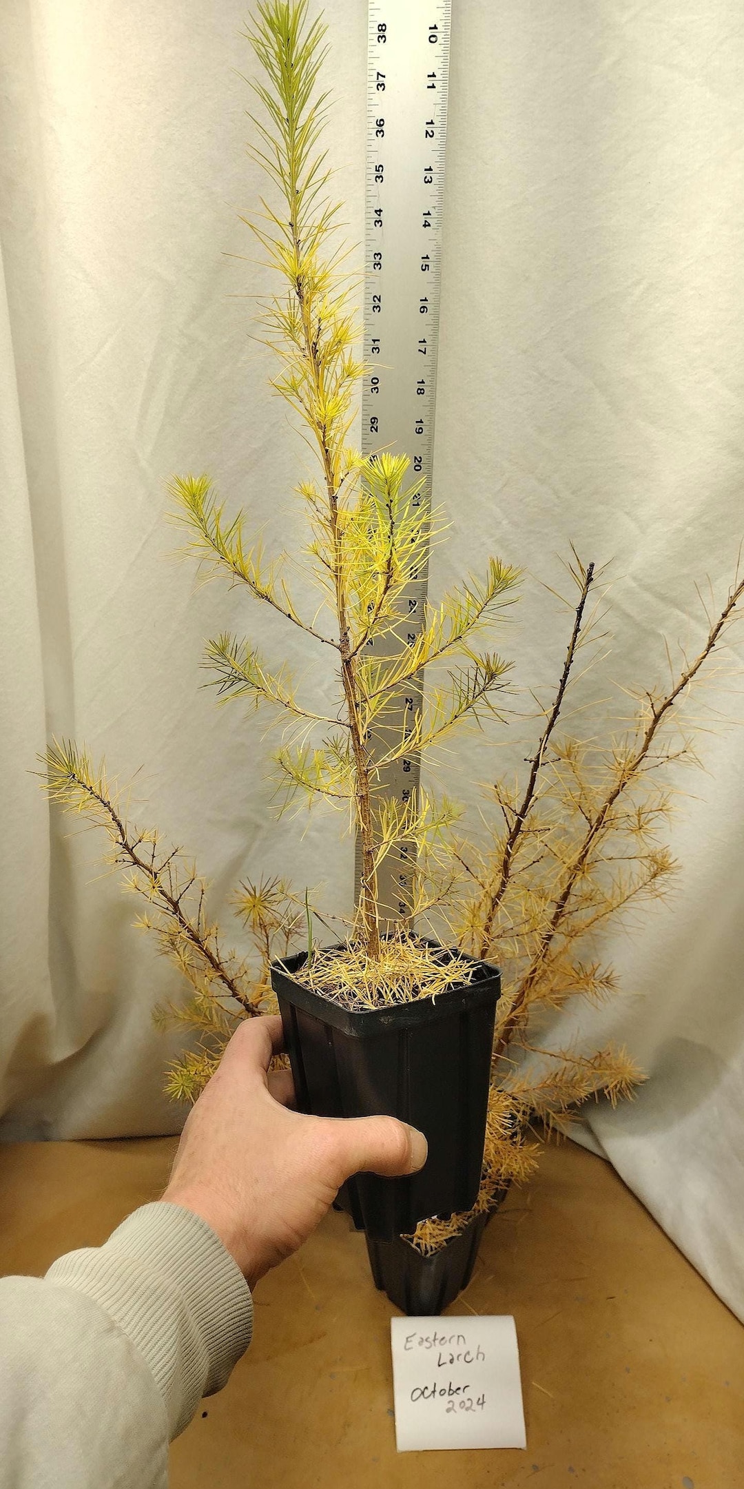 Tamarack Eastern American Larch Tree in Small Nursery Pot Ready for Bonsai or Landscape. Larix ...