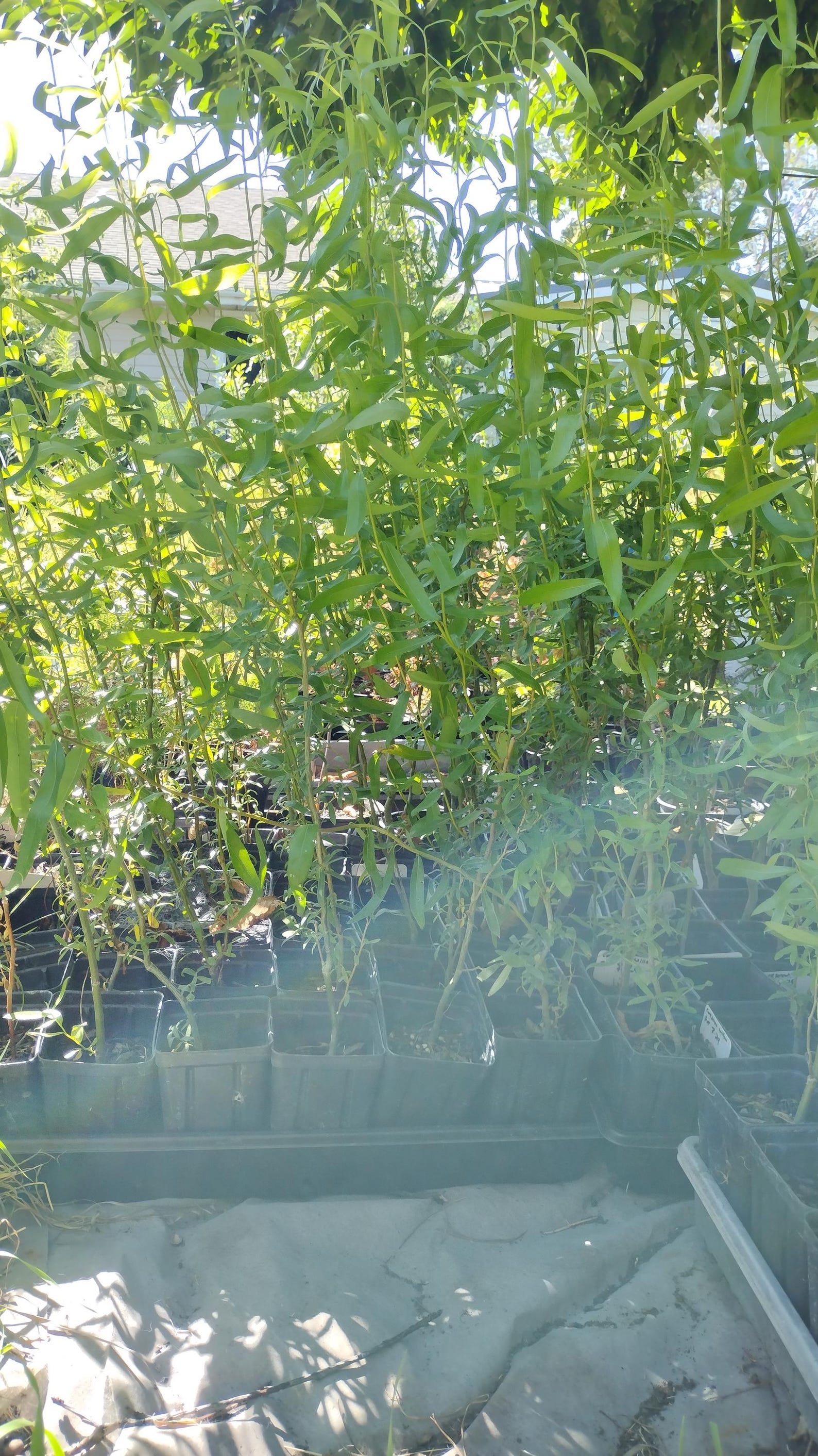Weeping Corkscrew Willow Sapling in Nursery Pot. Live Rooted Salix ...