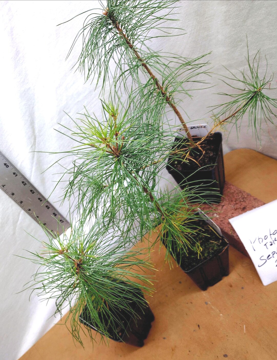 Live Eastern White Pine 3 Year Old Tree in Nursery Pot. Pinus Strobus ...
