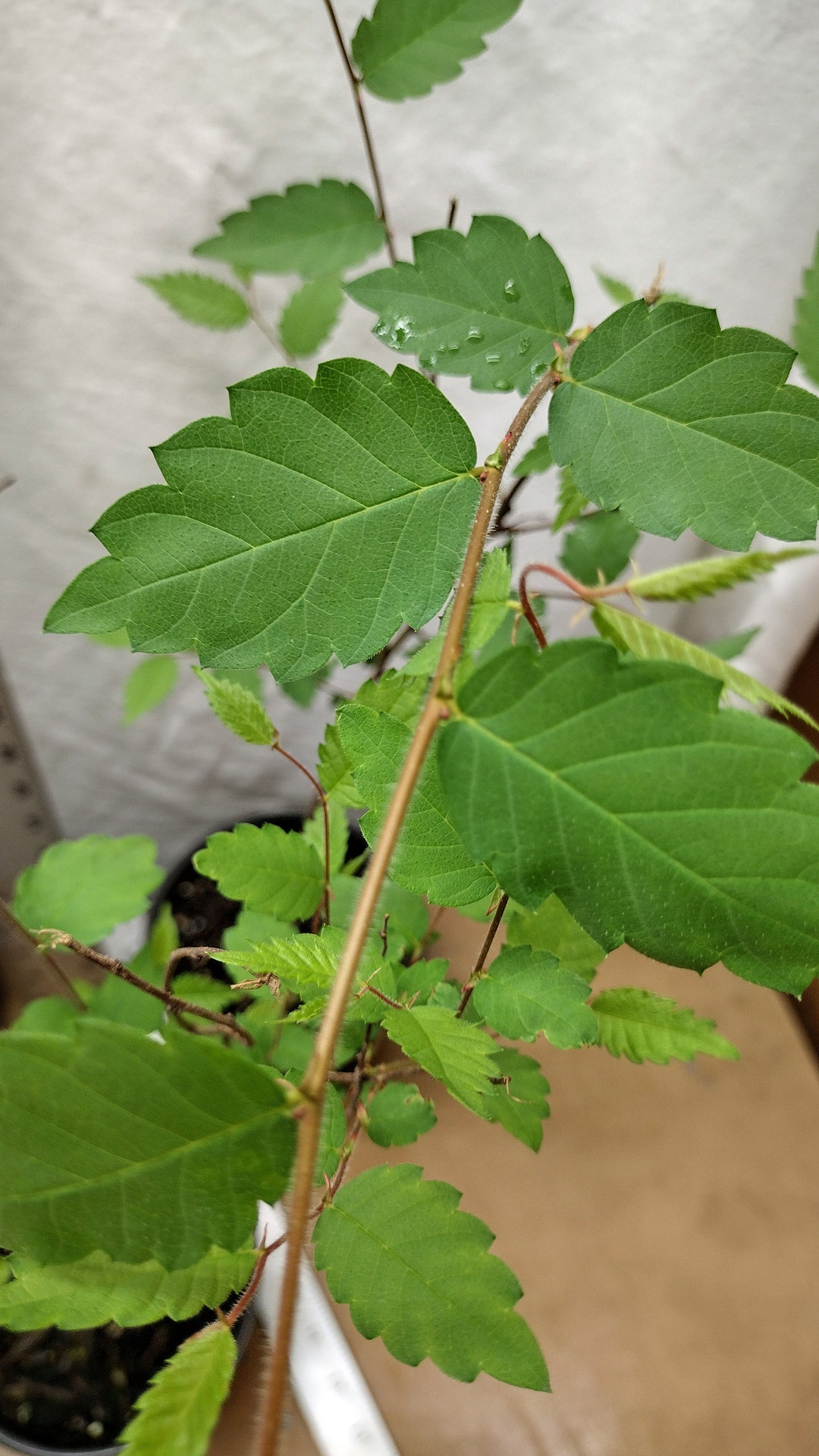 Zelkova Serrata Tree in Nursery Pot. Japanese Zelkova. Keaki. Elm ...