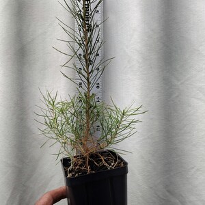 Western Larch Tree in Small Nursery Pot. Larix Occidentalis. Western ...