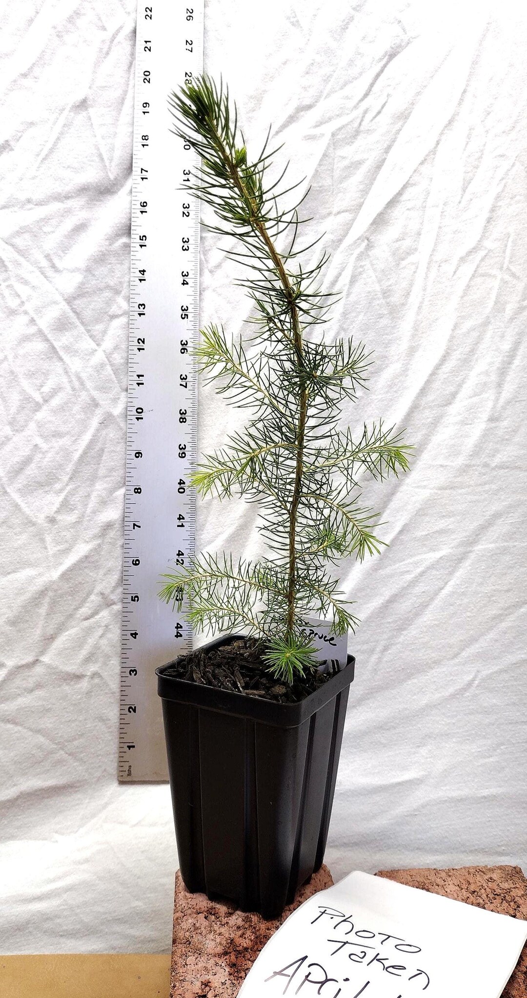 Norway Spruce 1 Year Old Tree in Nursery Pot. Picea Abies. Live Tree ...