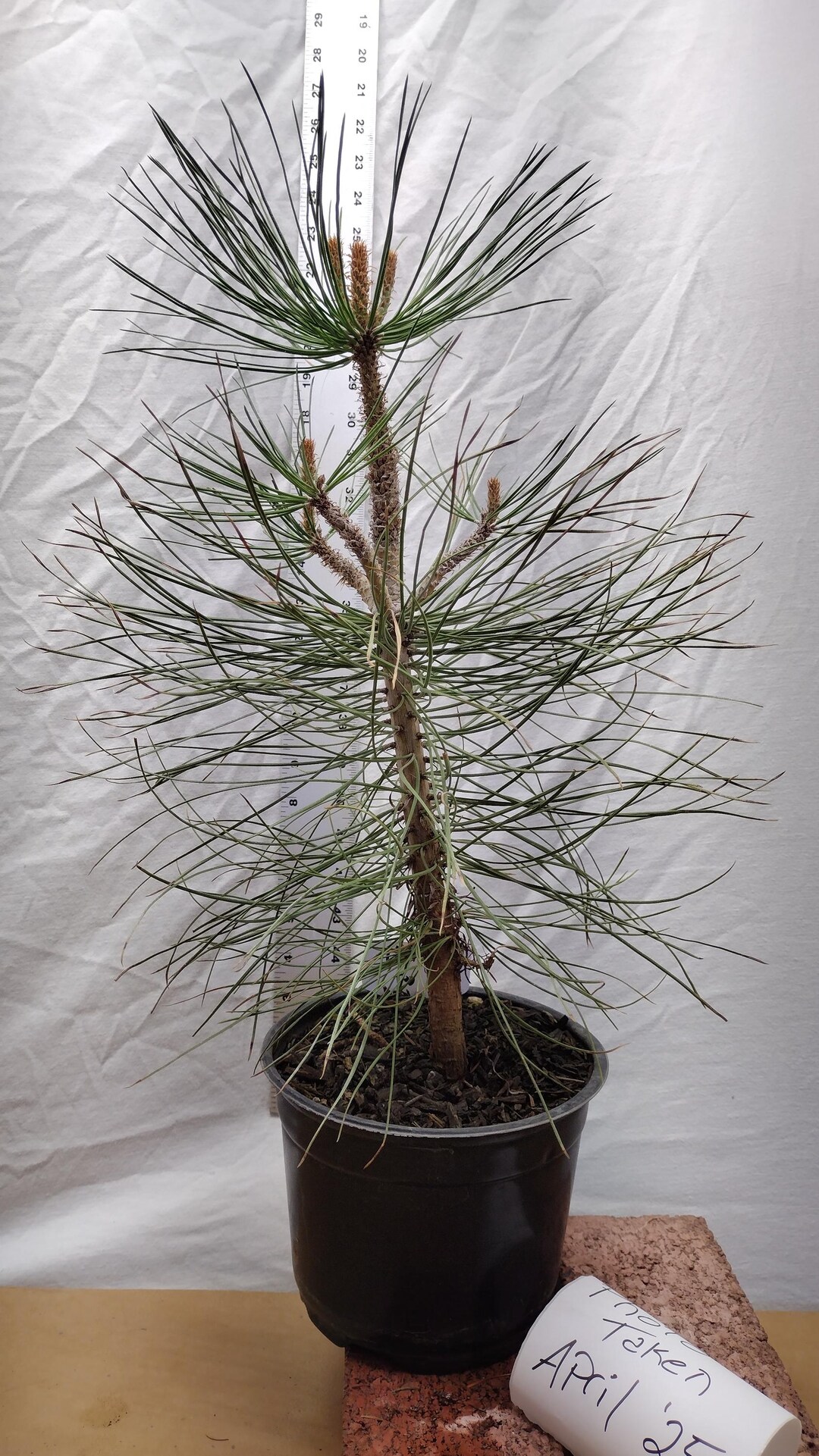 EXACT Ponderosa Pine Pre Bonsai Tree Pictured- Ponderosa Pine Tree in a ...