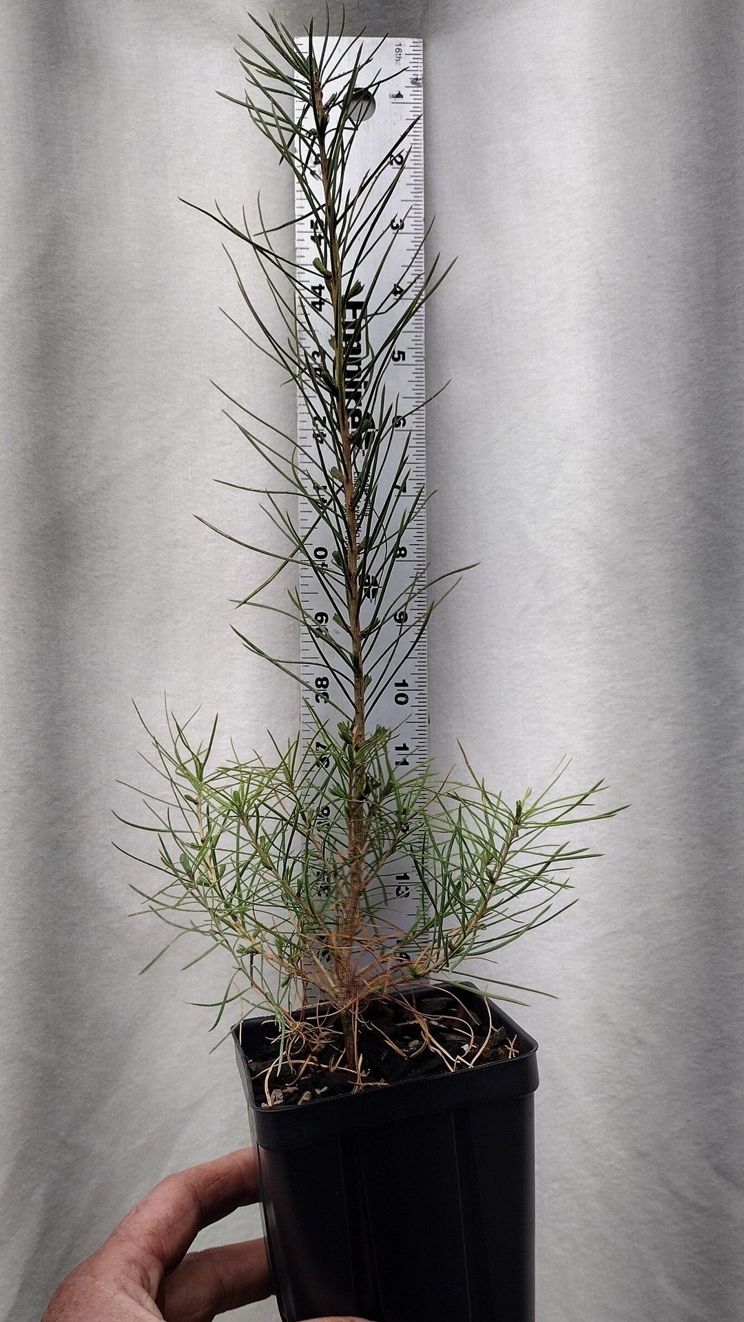 Western Larch Tree in Small Nursery Pot. Larix Occidentalis. Western ...