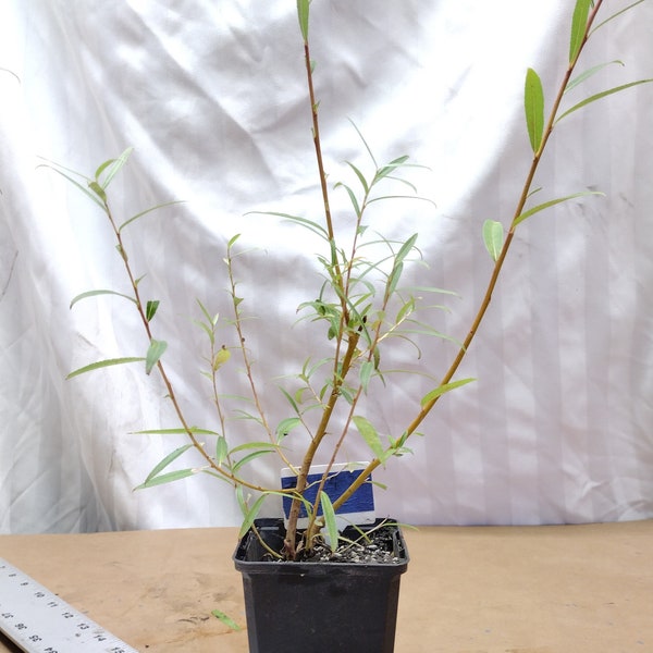 Dwarf Weeping Willow - Etsy