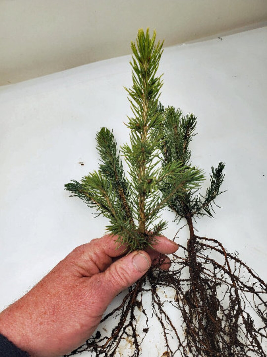 Colorado Blue Spruce Bare Root 9 Inch Tree. Pre Bonsai-landscape ...