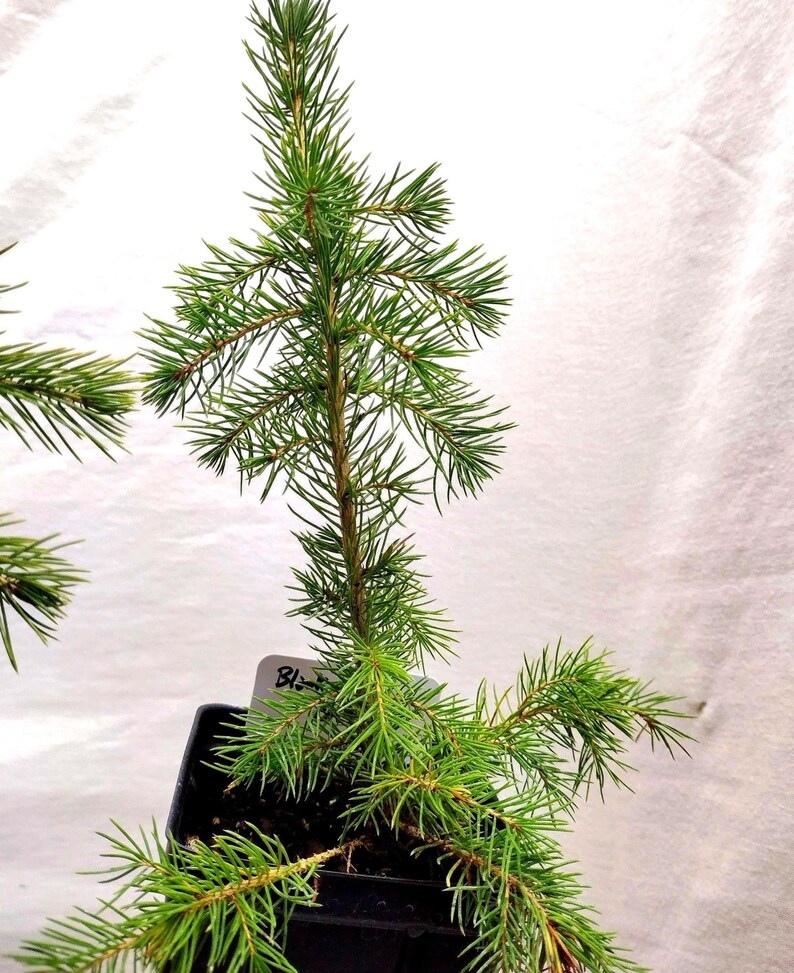 Live Black Hills Spruce 3 Year Old Tree. Picea Glauca Densata. Mariana ...