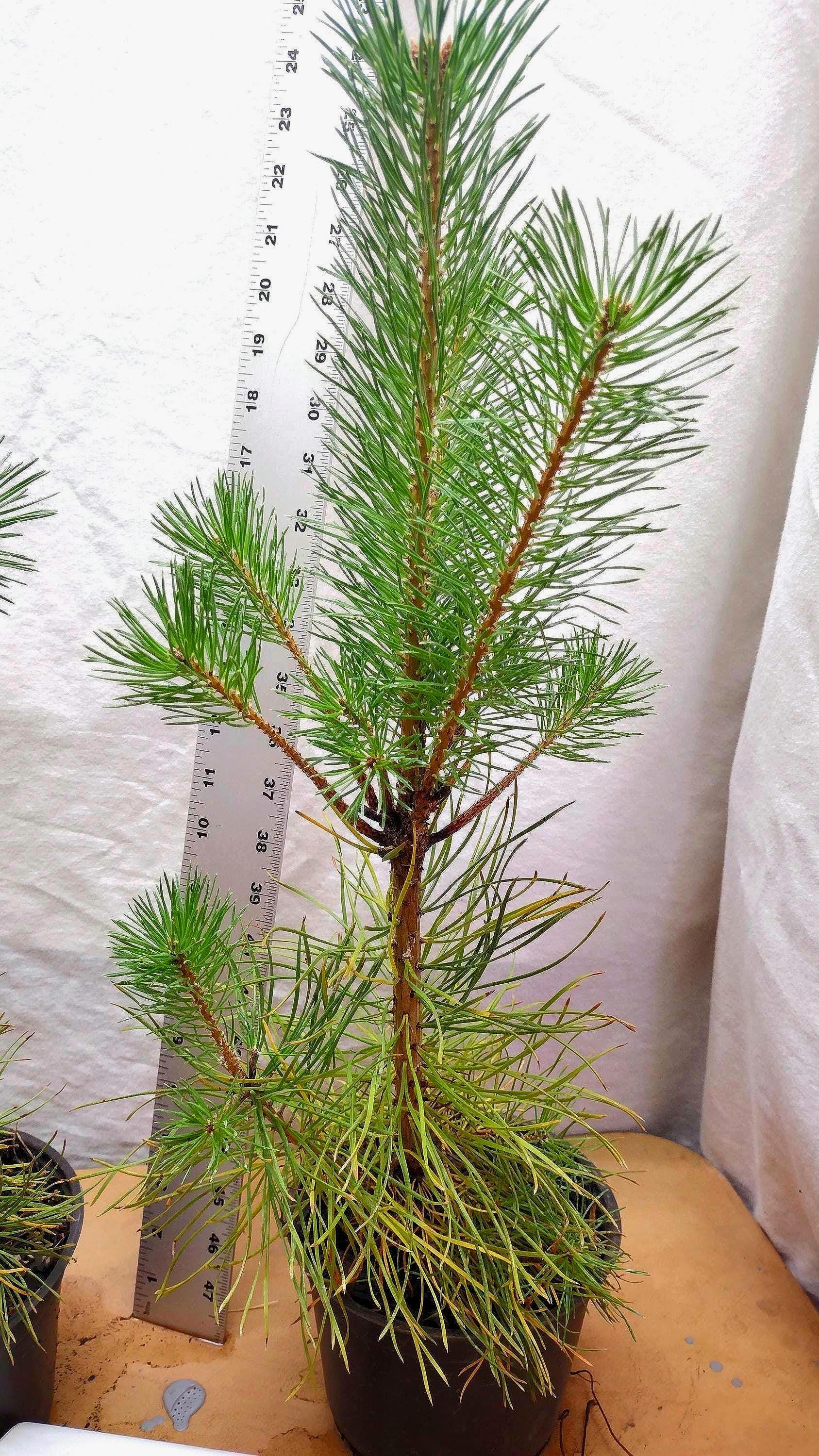 Scotch Pine Christmas Tree. Pinus Sylvestris. Live 3 Year Old Tree in ...