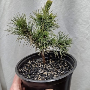 Bristlecone Pine. Pinus Aristata. Natural Dwarf. Young Tree Ready for ...