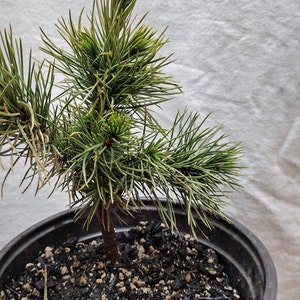 Bristlecone Pine. Pinus Aristata. Natural Dwarf. Young Tree Ready for ...