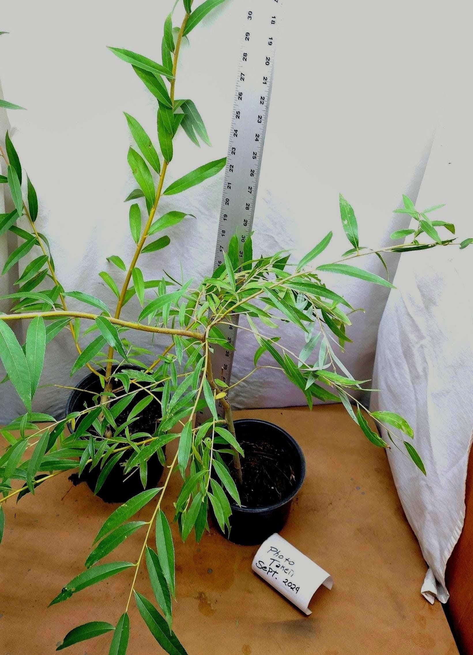 Live Weeping Willow Tree in Nursery Pot. Salix Babylonica. Great for ...