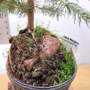 ACTUAL TREE PICTURED Live Root-over-rock/brick Blue Spruce Bonsai ...