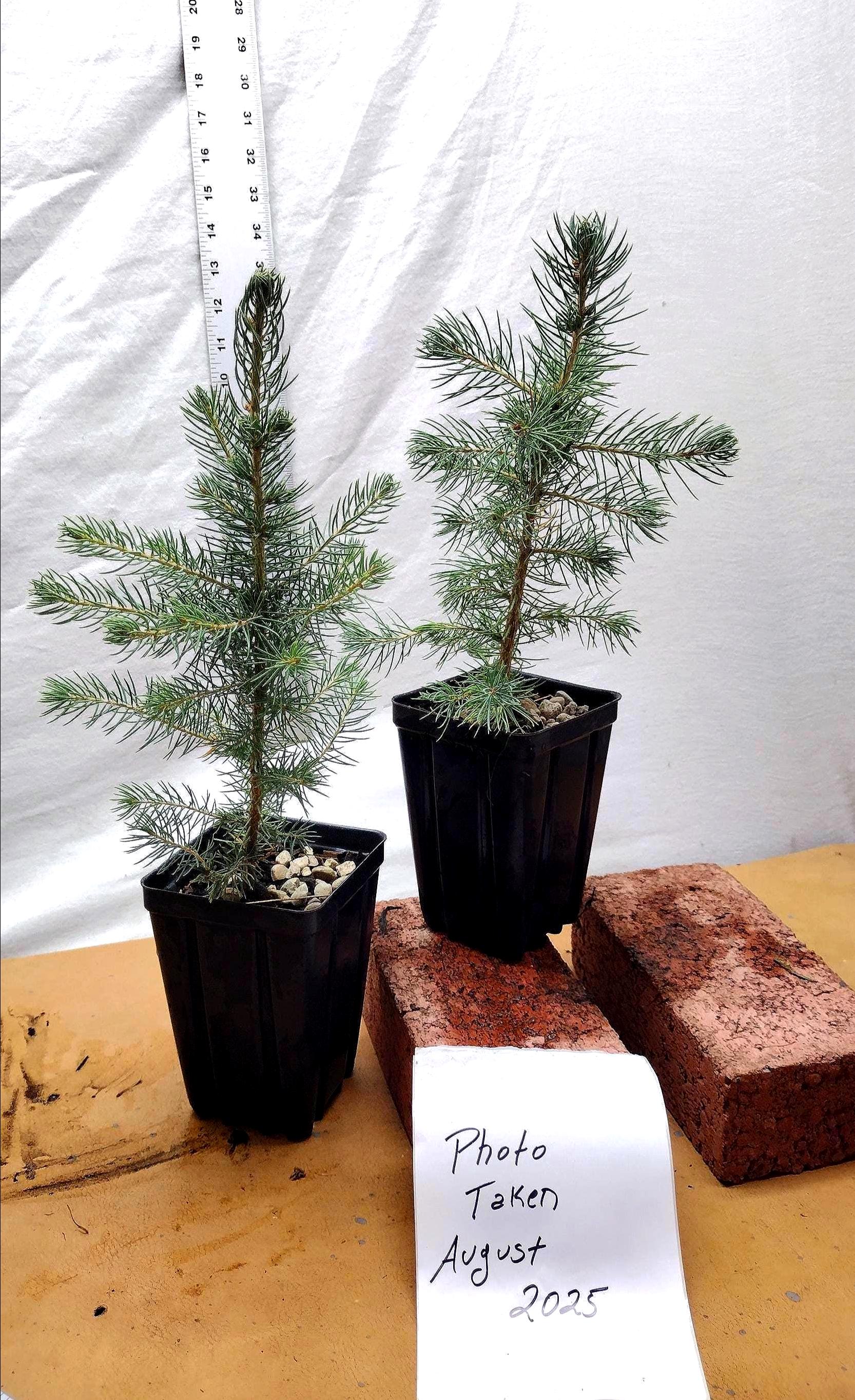 Live Colorado Blue Spruce Native Christmas Tree in Nursery Pot. Picea ...