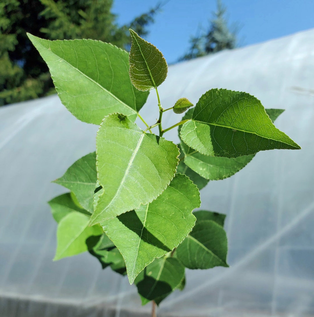 Quaking Aspen. Live 2 Year Old Tree in Nursery Pot. Populus Tremuloides ...