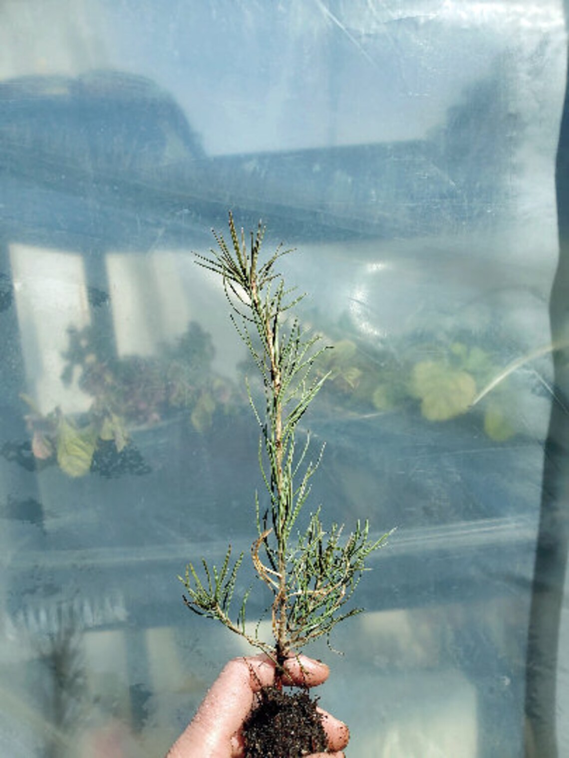 Tamarack Eastern Larch Bare Root 3 Year Old Young Conifer | Etsy