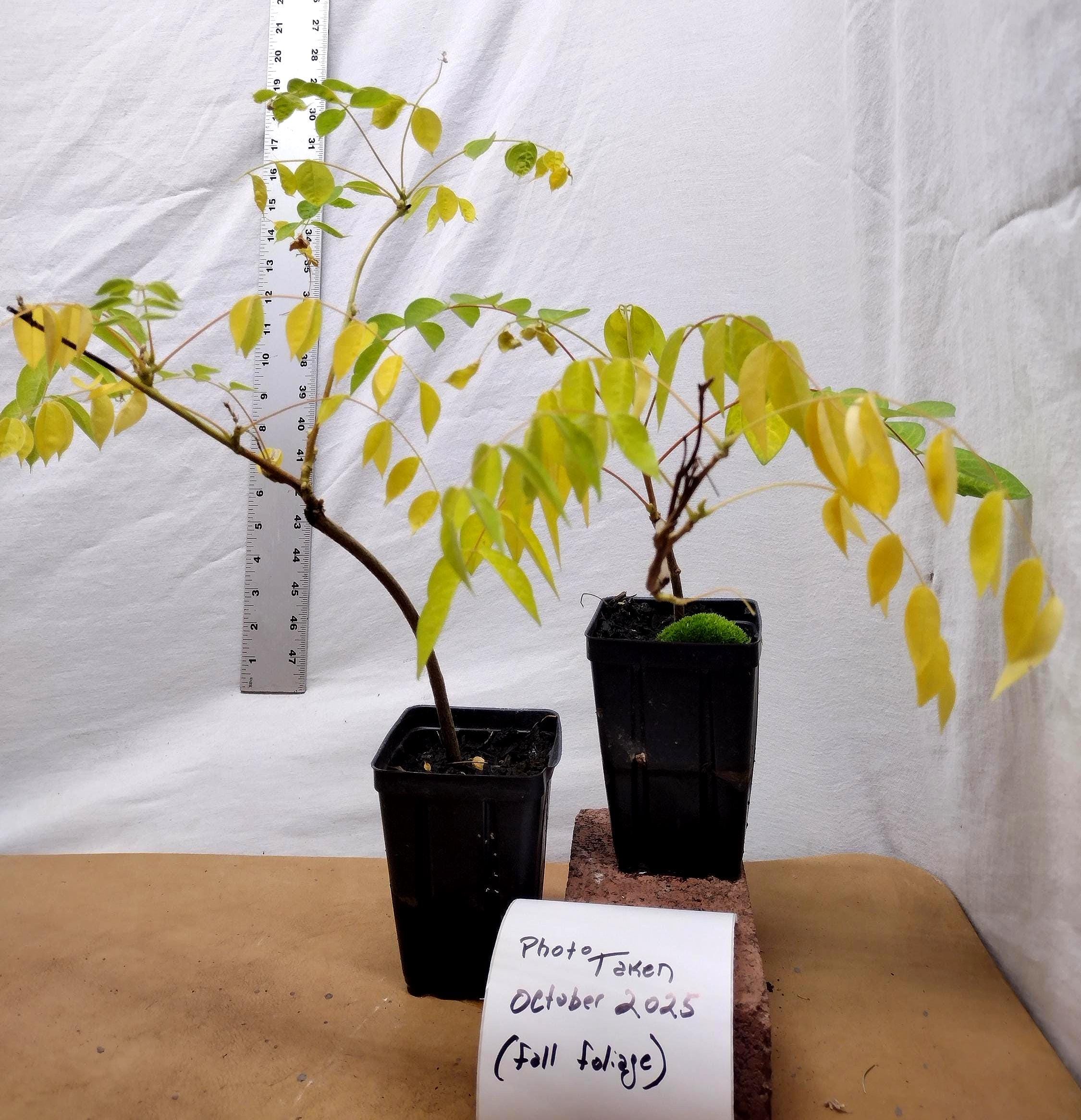 Blue Moon Wisteria Macrostachya in Nursery Pot. Live Tree for Landscape ...
