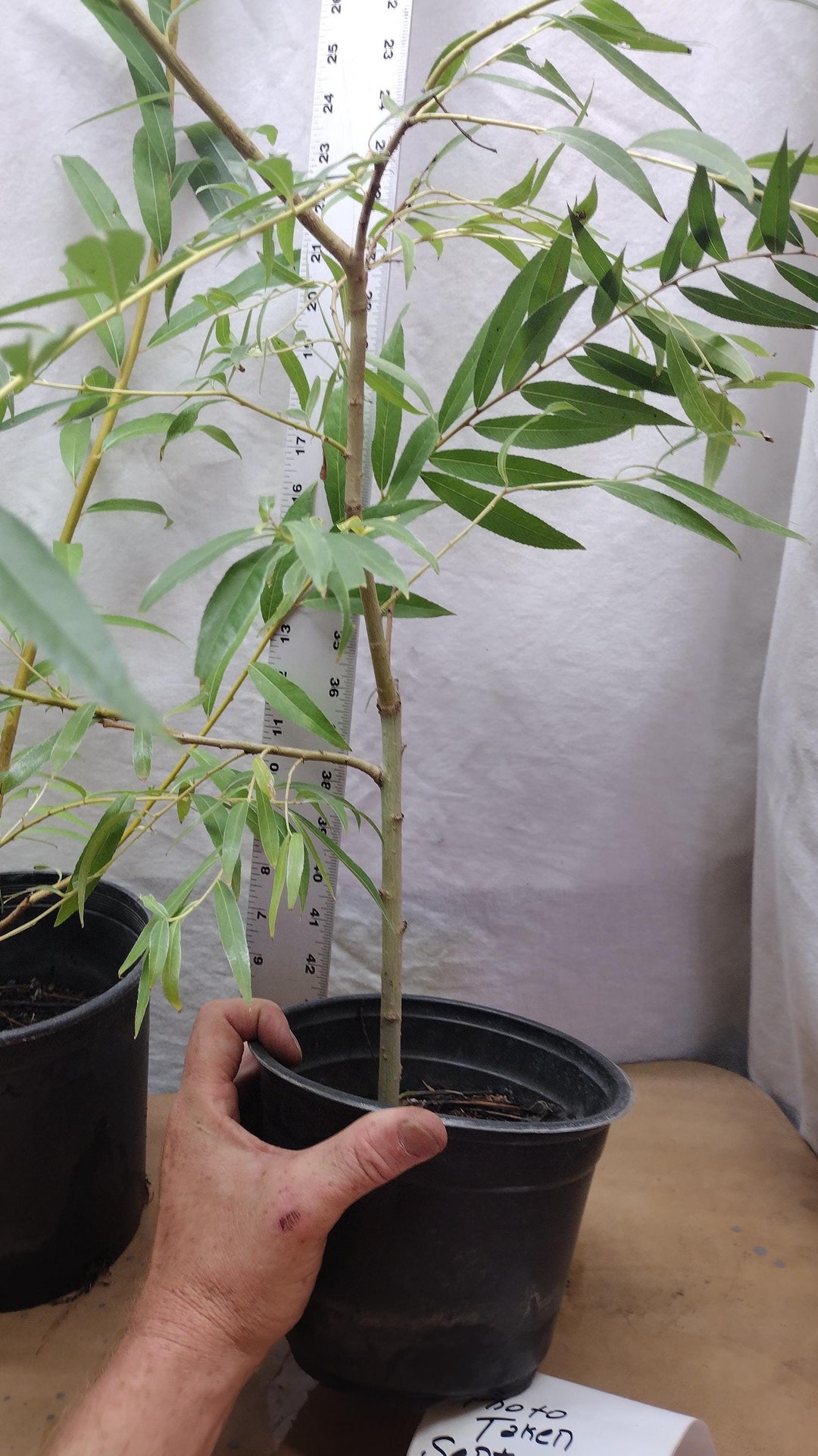 Live Weeping Willow Tree in Nursery Pot. Salix Babylonica. Great for ...