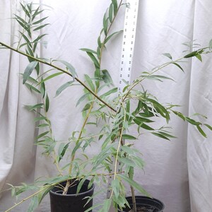 Live Weeping Willow Tree in Nursery Pot. Salix Babylonica. Great for ...