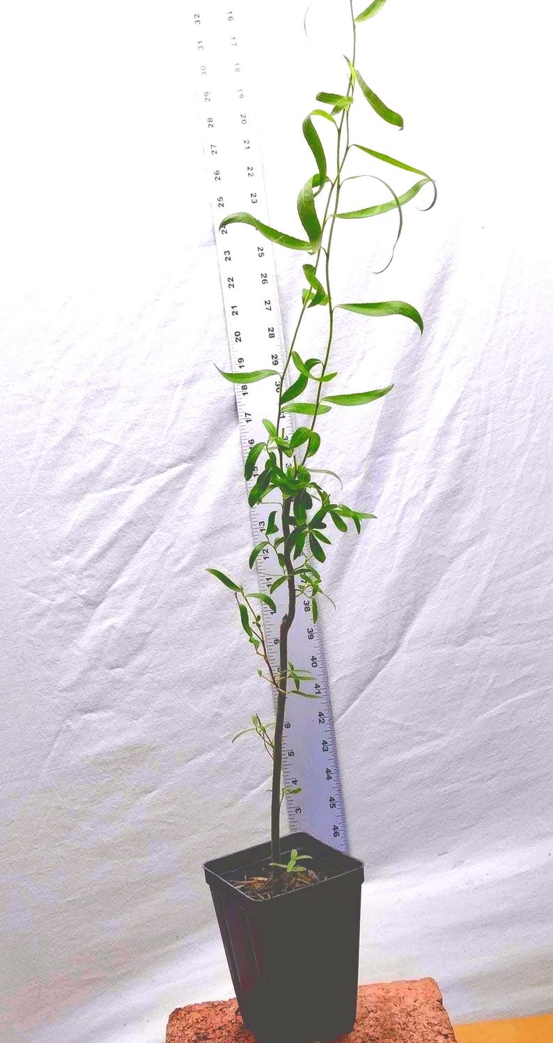 Weeping Corkscrew Willow Sapling in Nursery Pot. Live Rooted Salix ...
