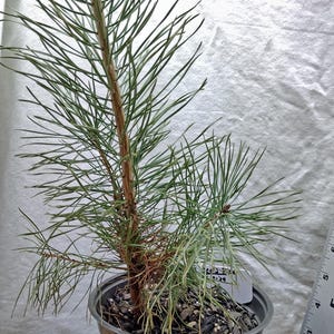 Scotch Pine Christmas Tree. Pinus Sylvestris. Live 3 Year Old Tree in ...