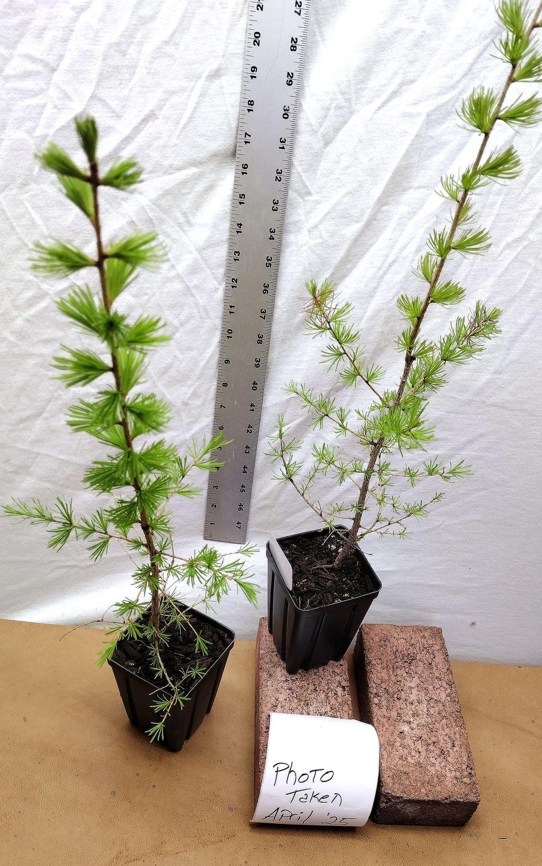 Western Larch Tree in Small Nursery Pot. Larix Occidentalis. Western ...