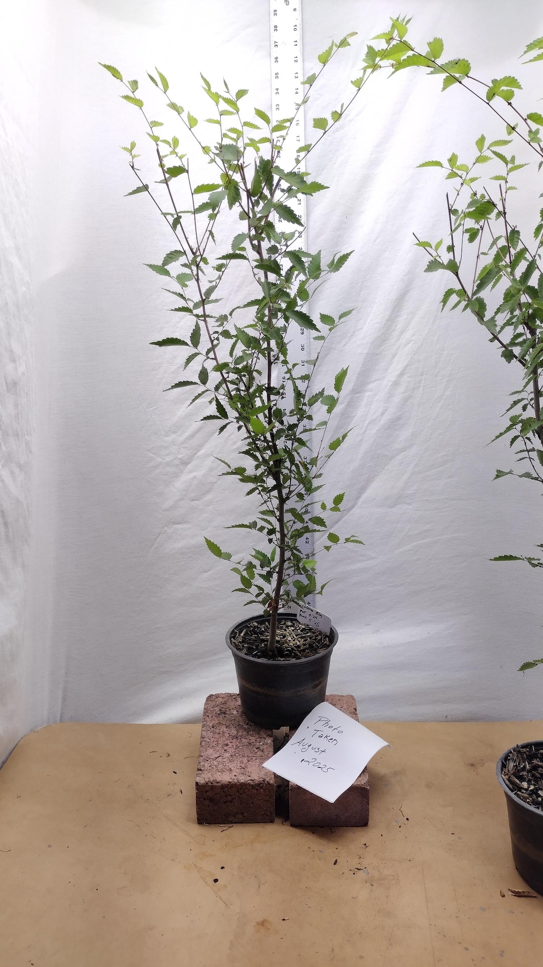 Zelkova Serrata Tree in Nursery Pot. Japanese Zelkova. Keaki. Elm ...