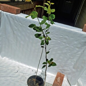 Quaking Aspen. Live 2 Year Old Tree in Nursery Pot. Populus Tremuloides ...