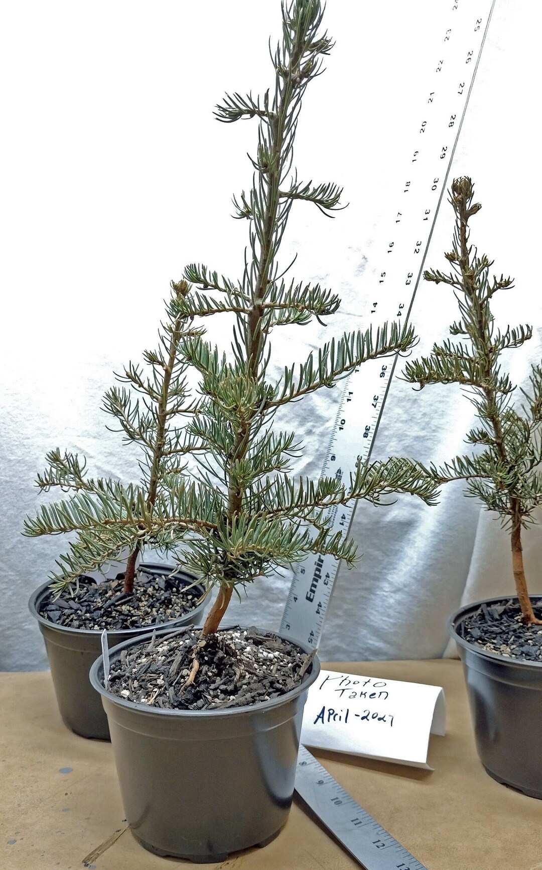 Shasta Red Fir Young Tree in Nursery Pot Ready for Bonsai, Christmas ...