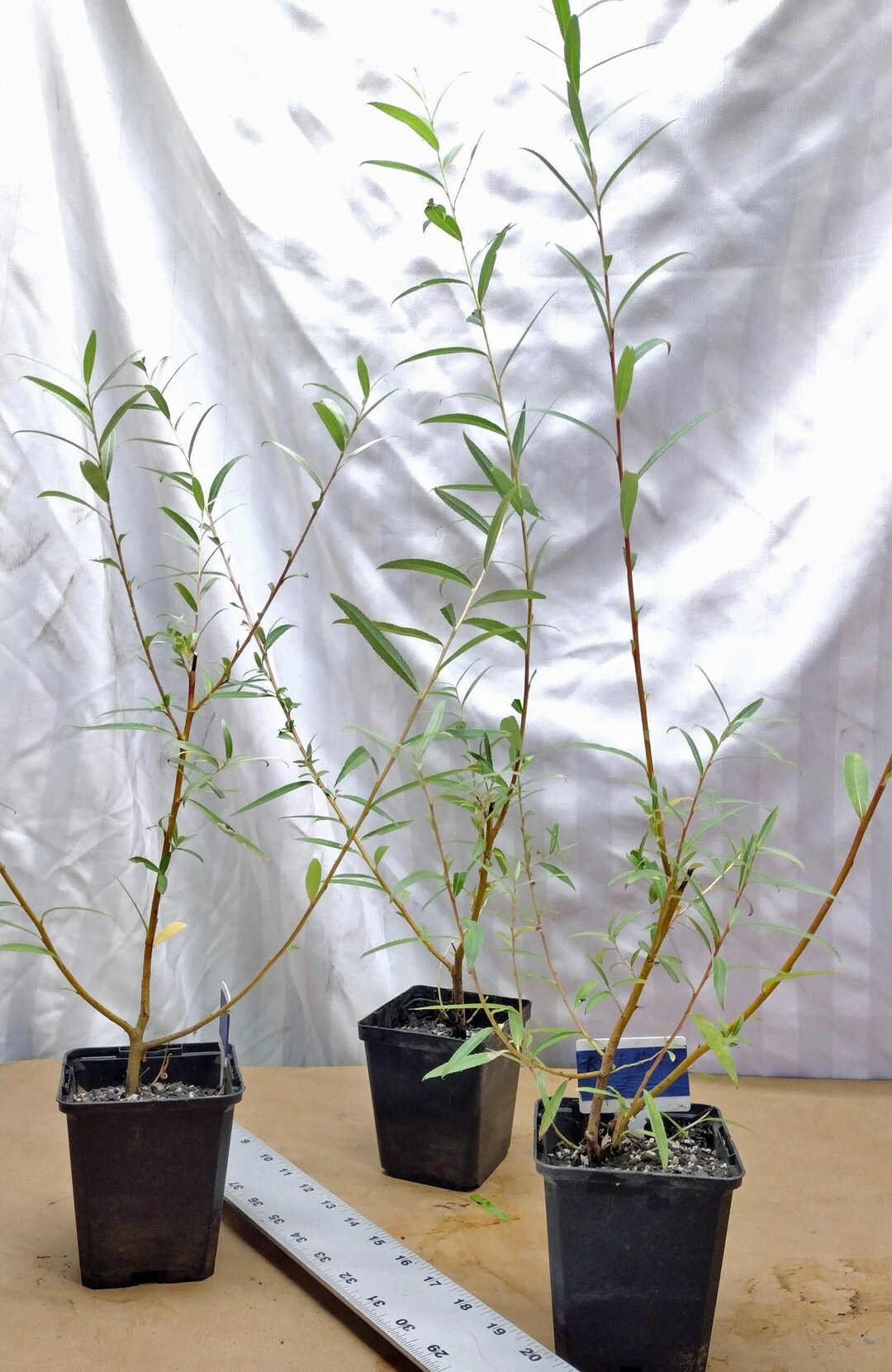 Live Weeping Willow Tree Rooted in Nursery Pot. Salix Babylonia. Silver ...