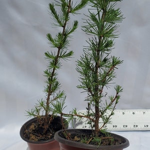 Tamarack Eastern American Larch Tree in Small Nursery Pot Ready for ...