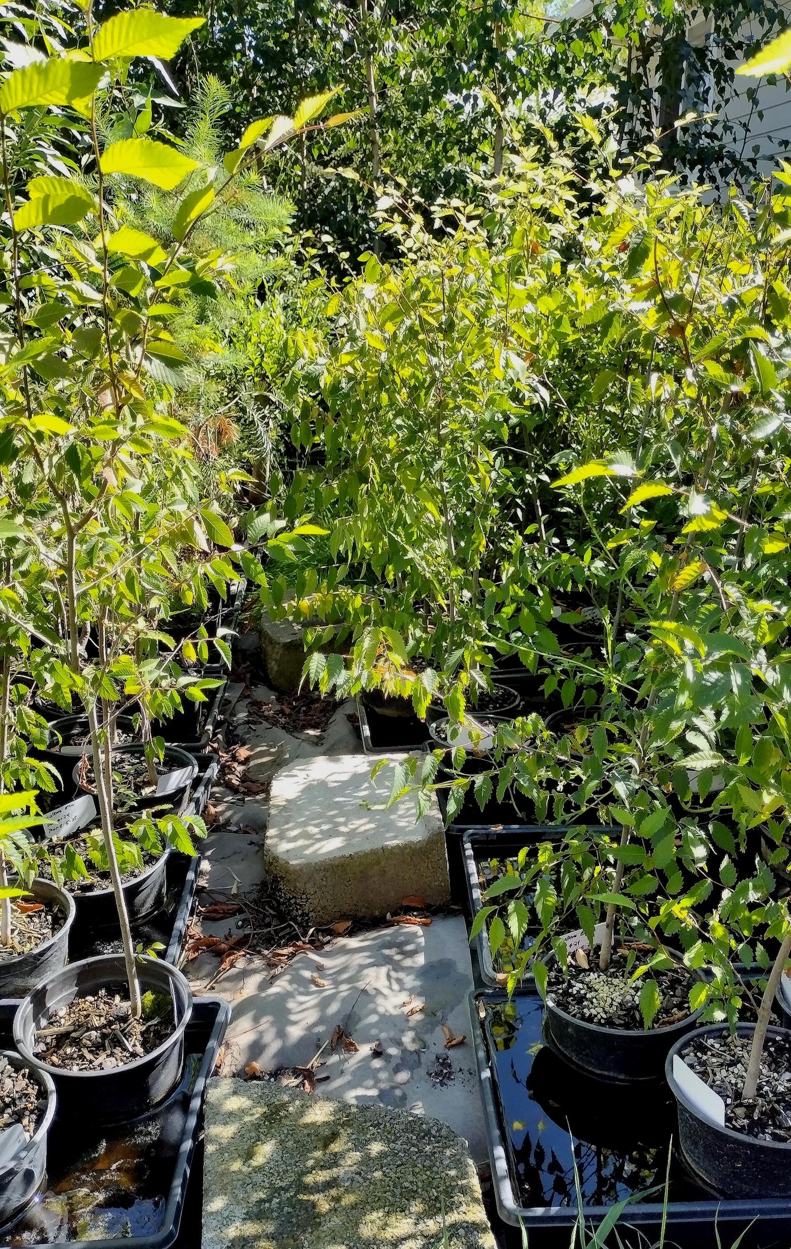 Zelkova Serrata Tree in Nursery Pot. Japanese Zelkova. Keaki. Elm ...