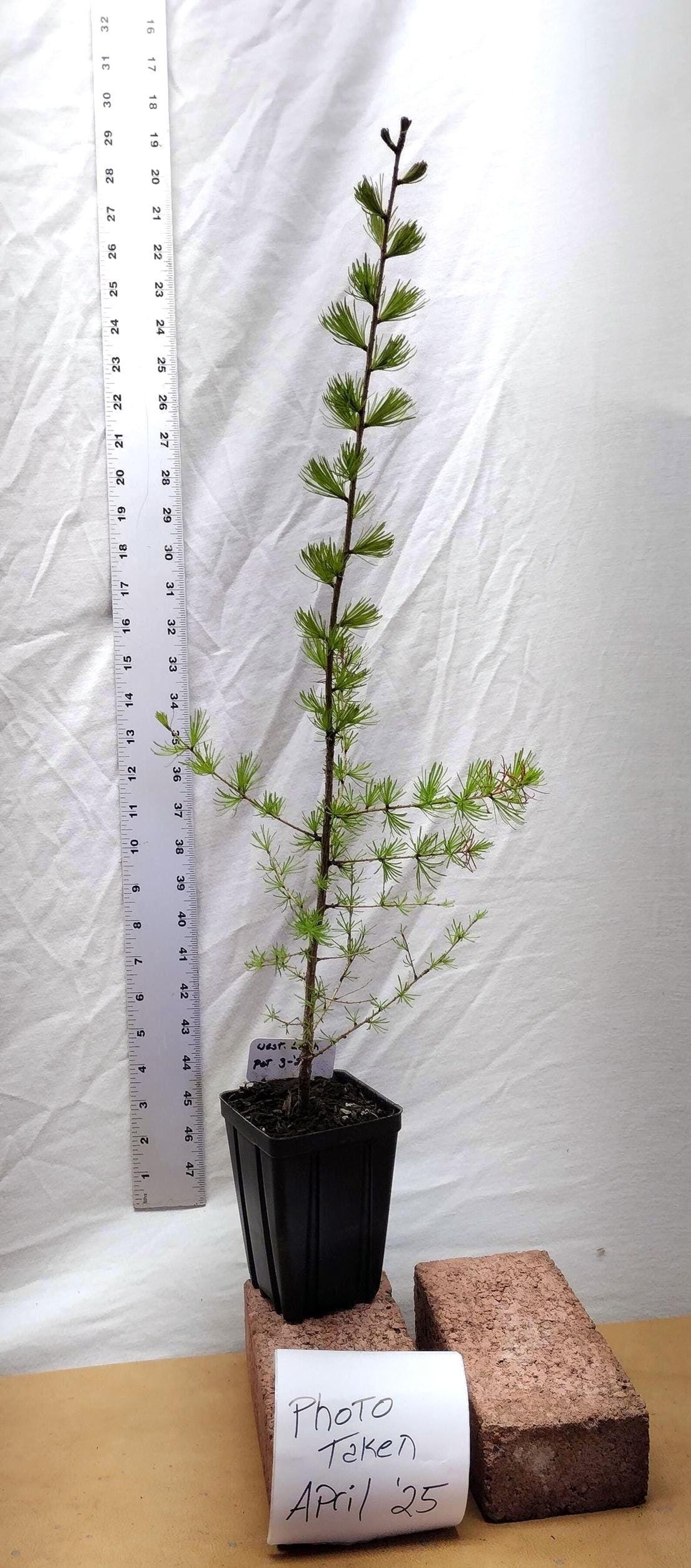 Western Larch Tree in Small Nursery Pot. Larix Occidentalis. Western ...
