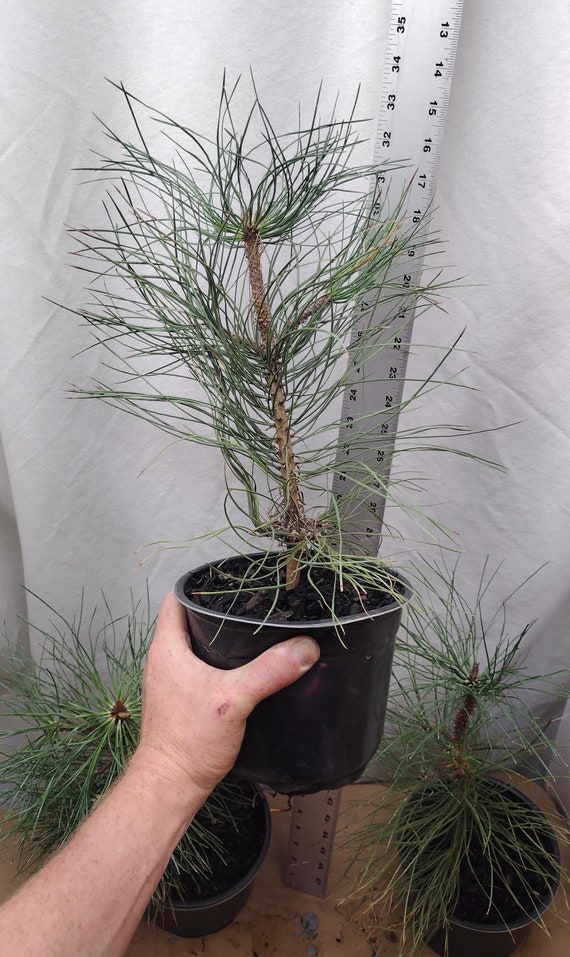 Ponderosa Christmas Tree Ponderosa Pine Artificial Xmas Tree