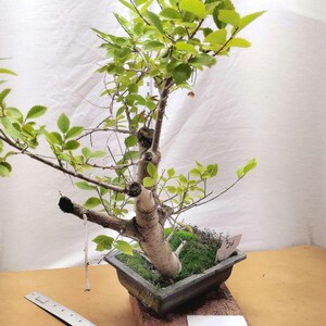 THIS EXACT TREE- Tag #24 Ulmus Elm Live Bonsai Trained Tree in a Basic ...