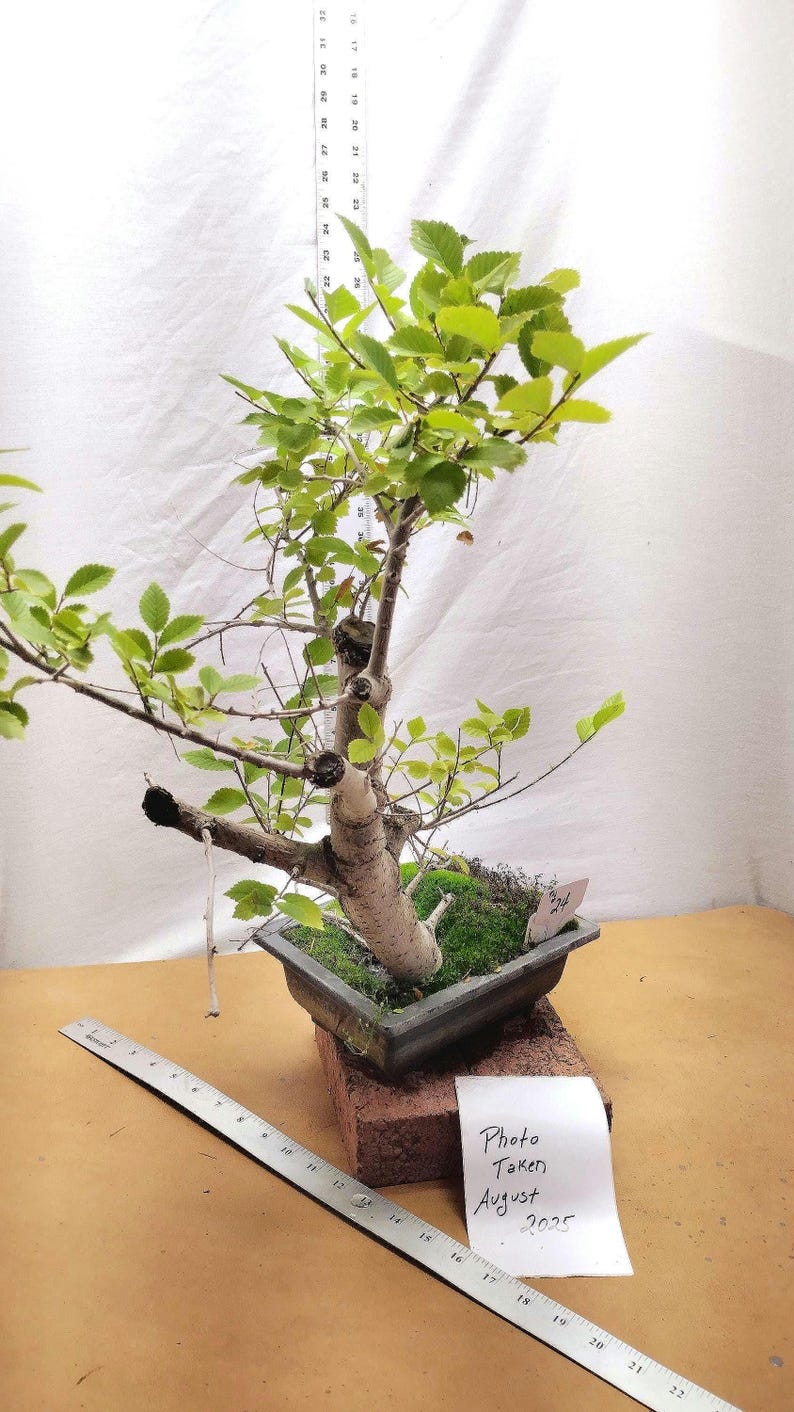THIS EXACT TREE- Tag #24 Ulmus Elm Live Bonsai Trained Tree in a Basic ...