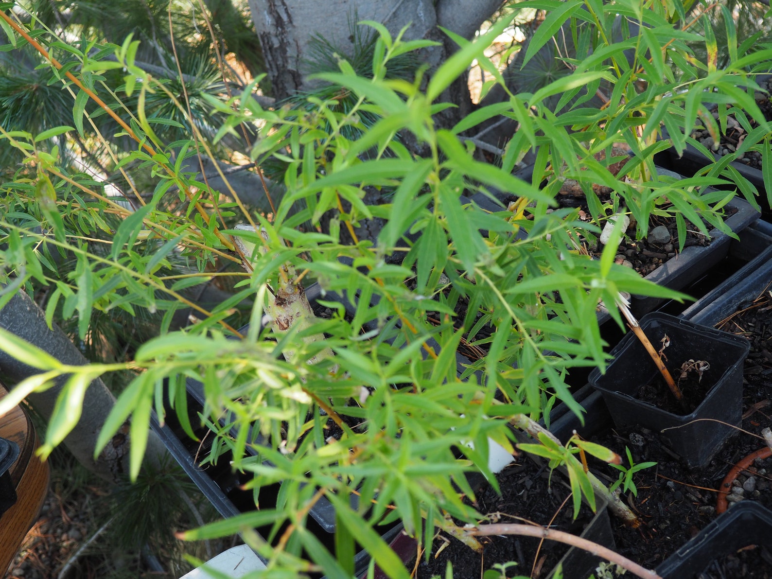 3x Live Rooted Weeping Willow Tree Cuttings. Salix Babylonia. Great ...