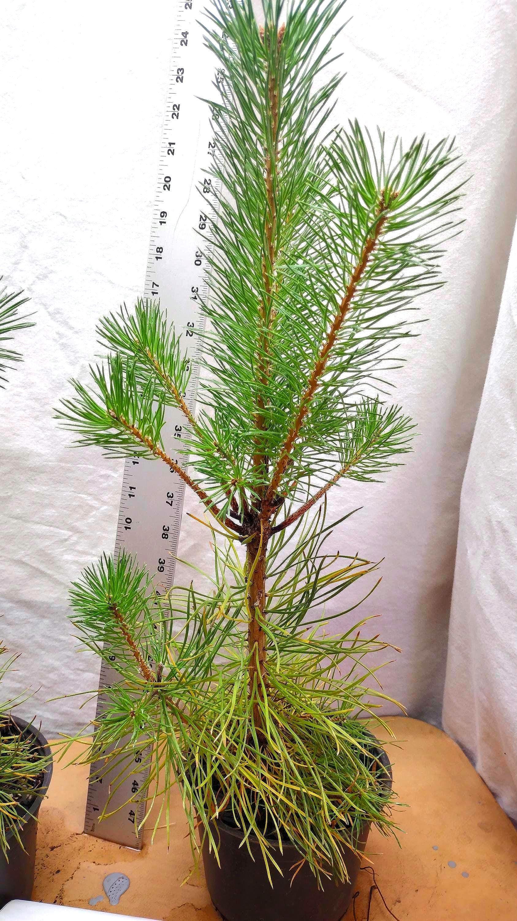 Scotch/scots Pine:young Tree in Nursery Pot. Ready for Bonsai or ...