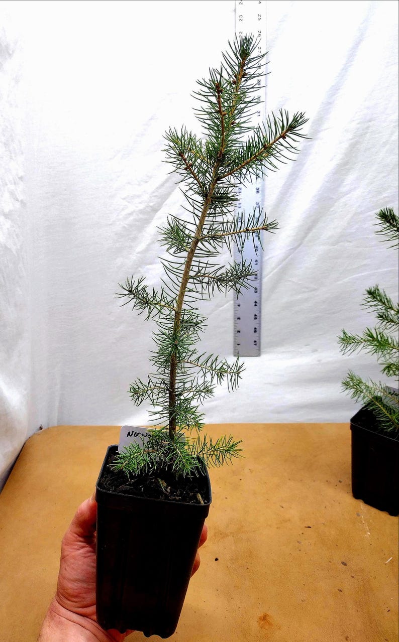 Norway Spruce 2 Year Old Tree in Nursery Pot. Picea Abies. Live Tree ...