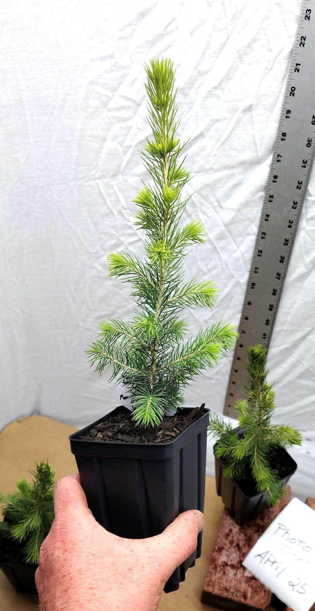 Black Hills Spruce 2 Year Old Tree. Picea Glanca Var Densata. Mariana ...
