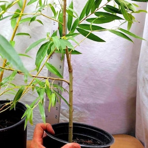 Live Weeping Willow Tree in Nursery Pot. Salix Babylonica. Great for ...