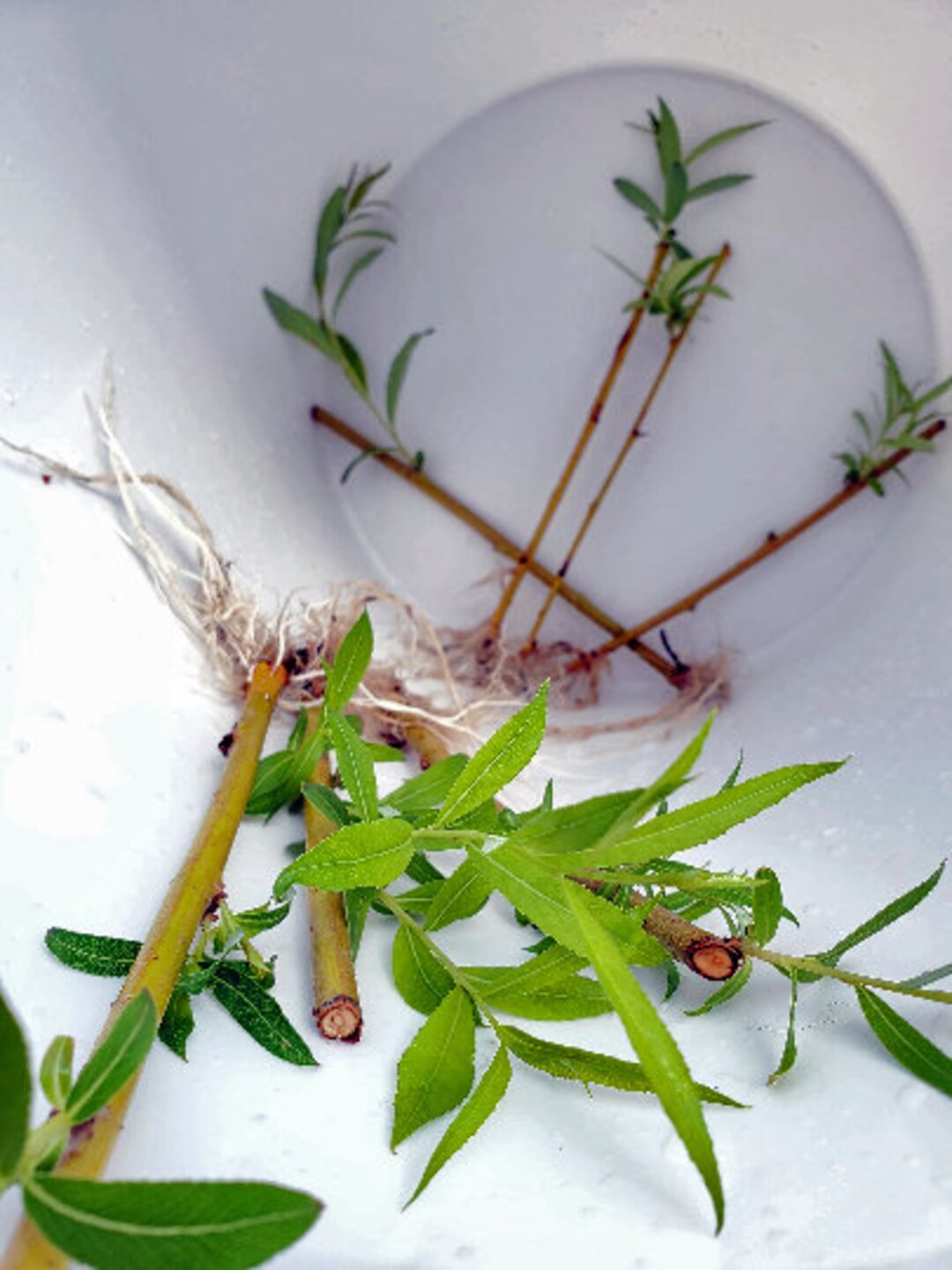 3x Live Rooted Weeping Willow Tree Cuttings. Salix Babylonia. Great ...