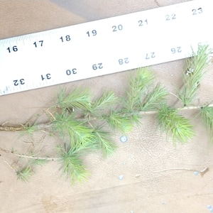Tamarack Eastern Larch Bare Root 3 Year Old Young Conifer Tree ...