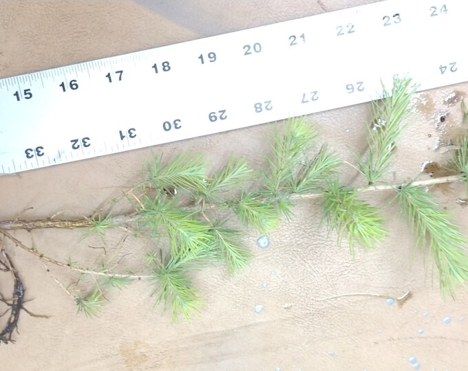 Tamarack Eastern Larch Bare Root 3 Year Old Young Conifer Tree ...