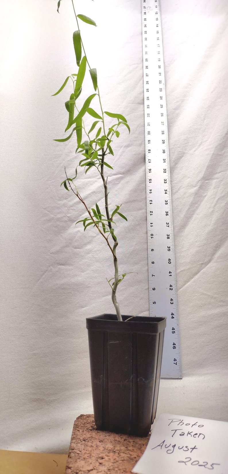 Weeping Corkscrew Willow Sapling in Nursery Pot. Live Rooted Salix ...