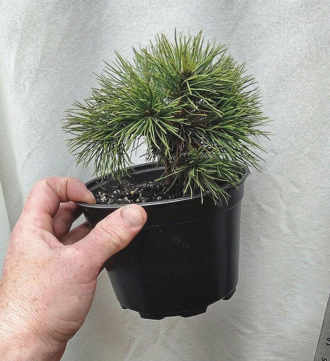 Bristlecone Pine. Pinus Aristata. Natural Dwarf. Young Tree Ready for ...