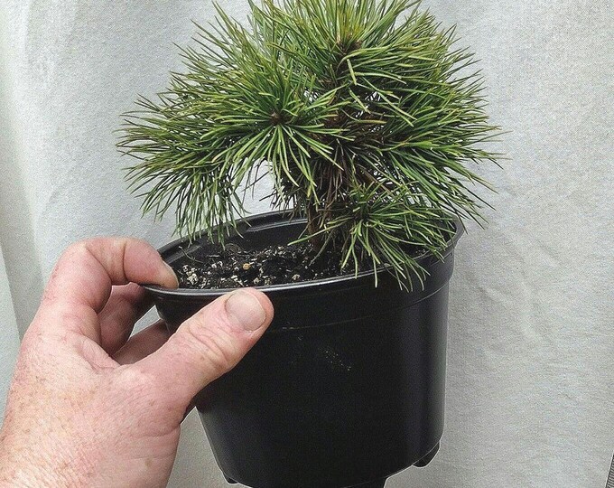 Bristlecone Pine. Pinus Aristata. Natural Dwarf. Young Tree Ready for ...