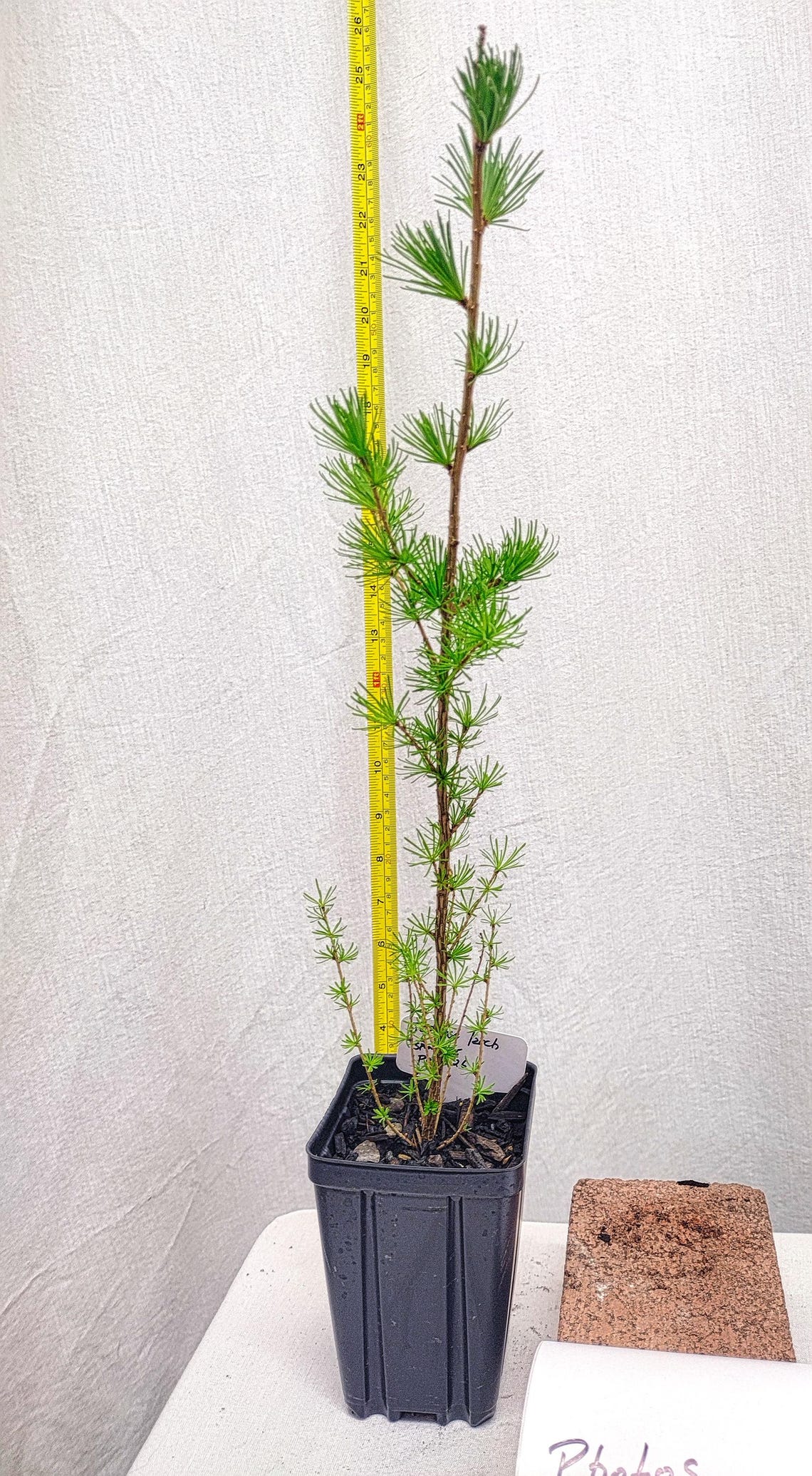 Japanese Larch 1 Year Old Potted Tree. Pre Bonsai or Landscape. Larix ...