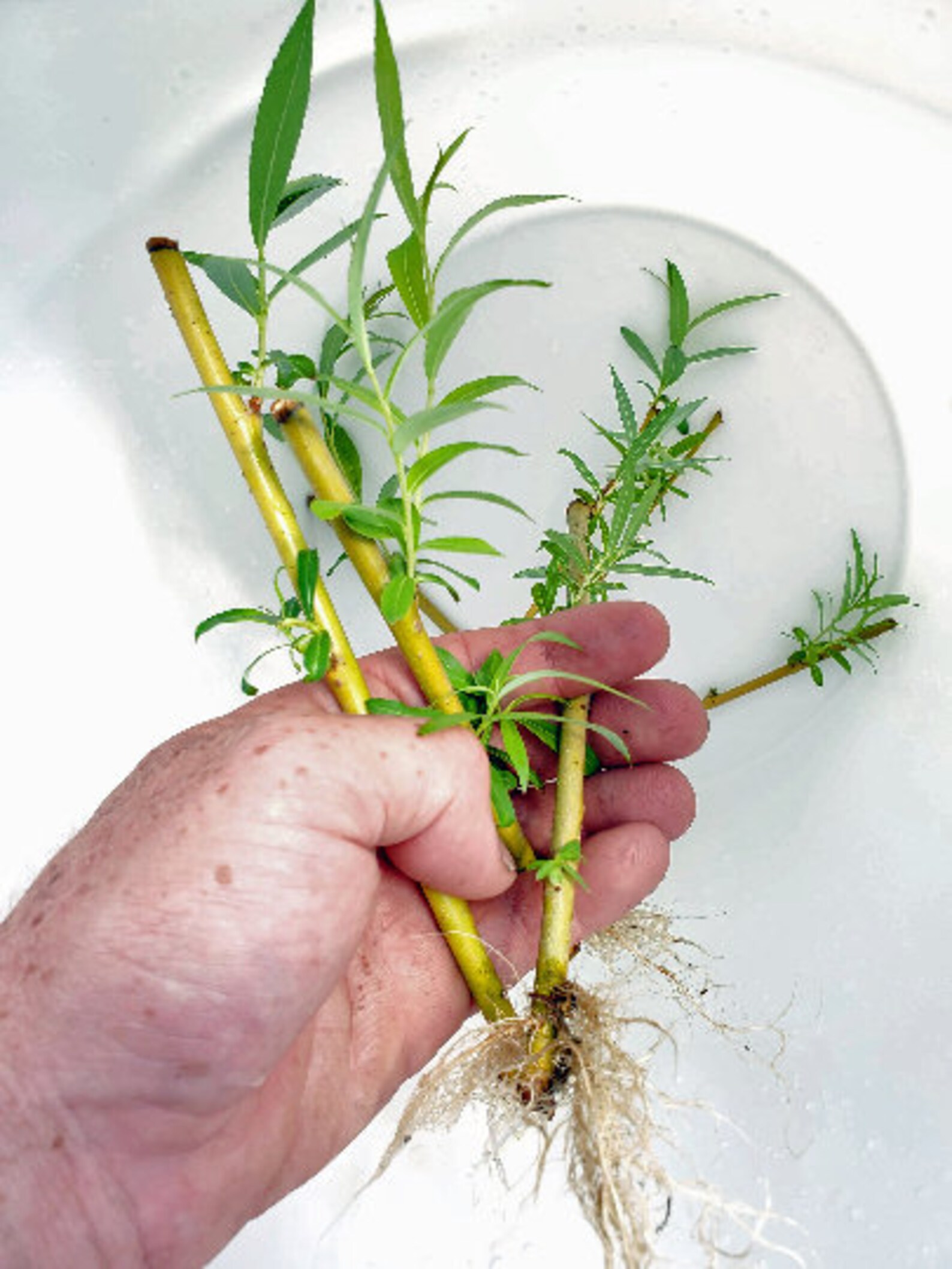 3x Live Rooted Weeping Willow Tree Cuttings. Salix Babylonia. Great ...