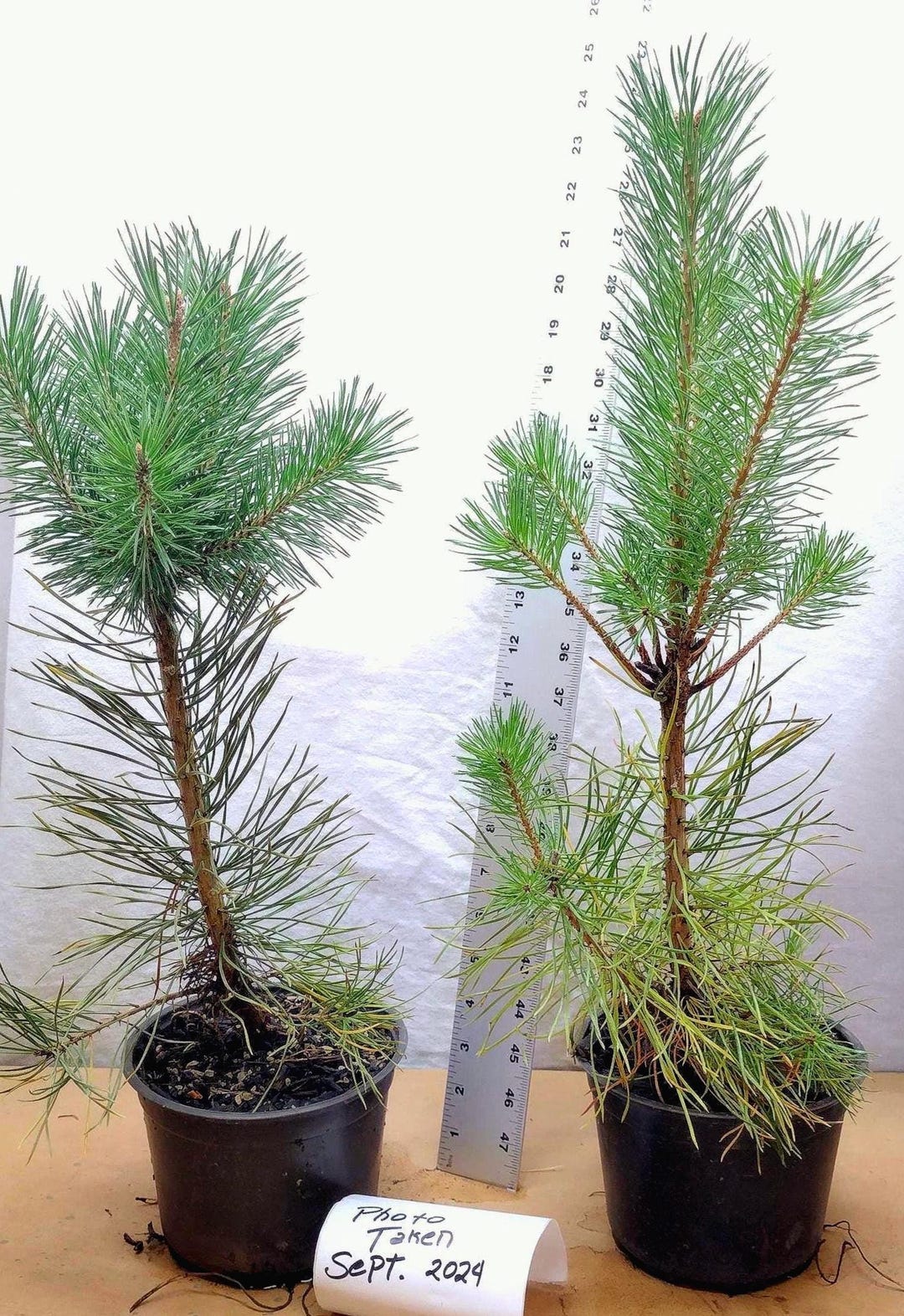 Scotch/scots Pine Pre Bonsai Tree. Ready for Bonsai. (pinus Sylvestris ...