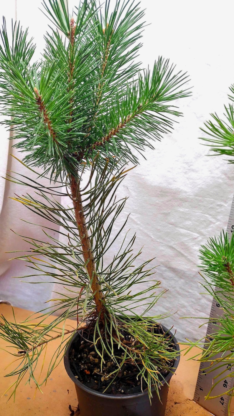 Scotch Pine Christmas Tree. Pinus Sylvestris. Live 3 Year Old Tree in ...
